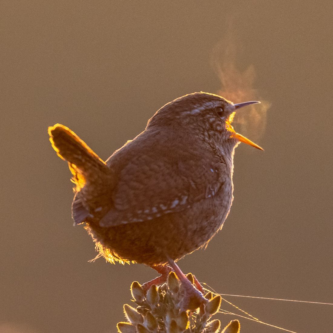 Oliver Wright Photography