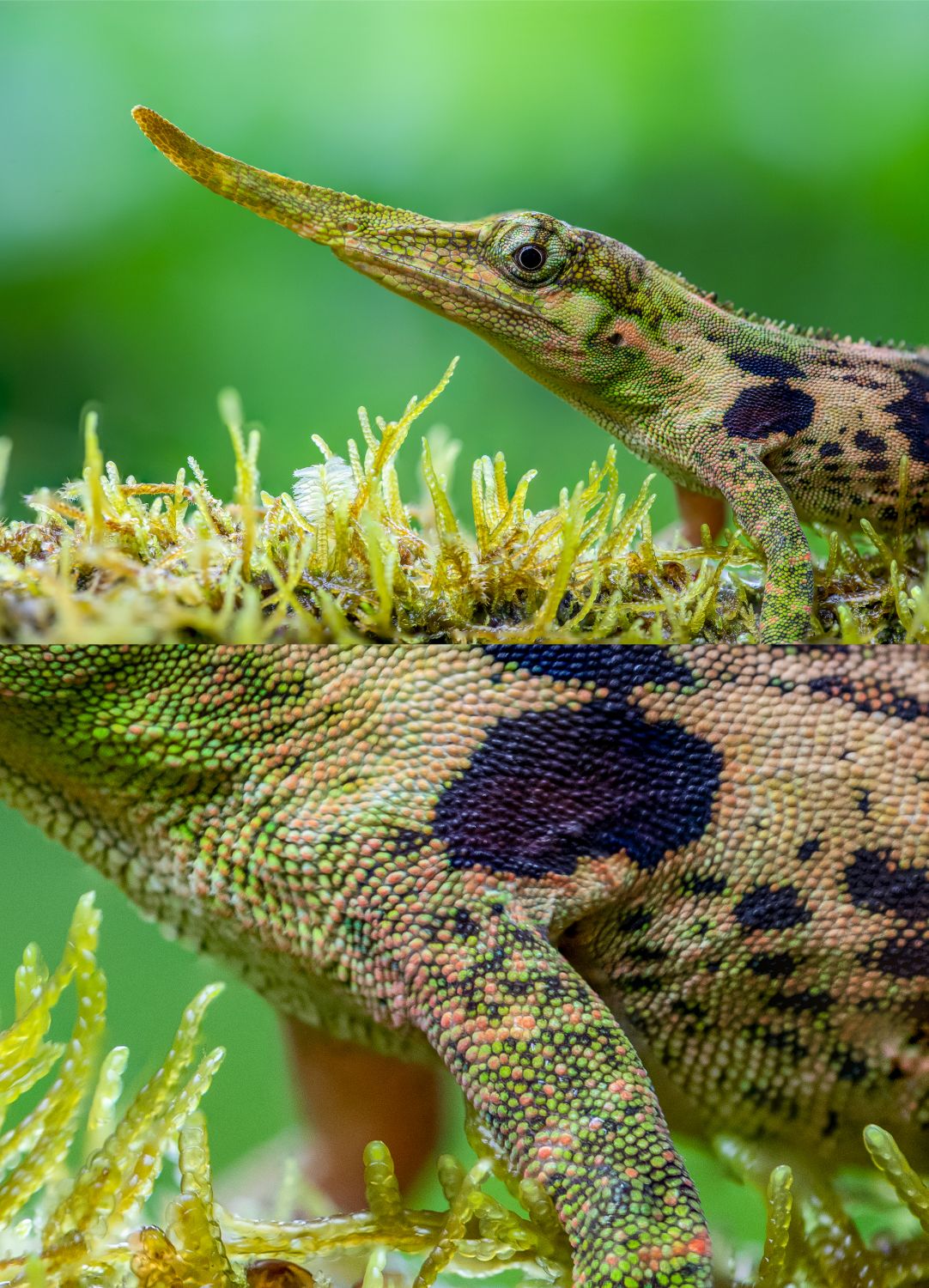 Oliver Wright Photography