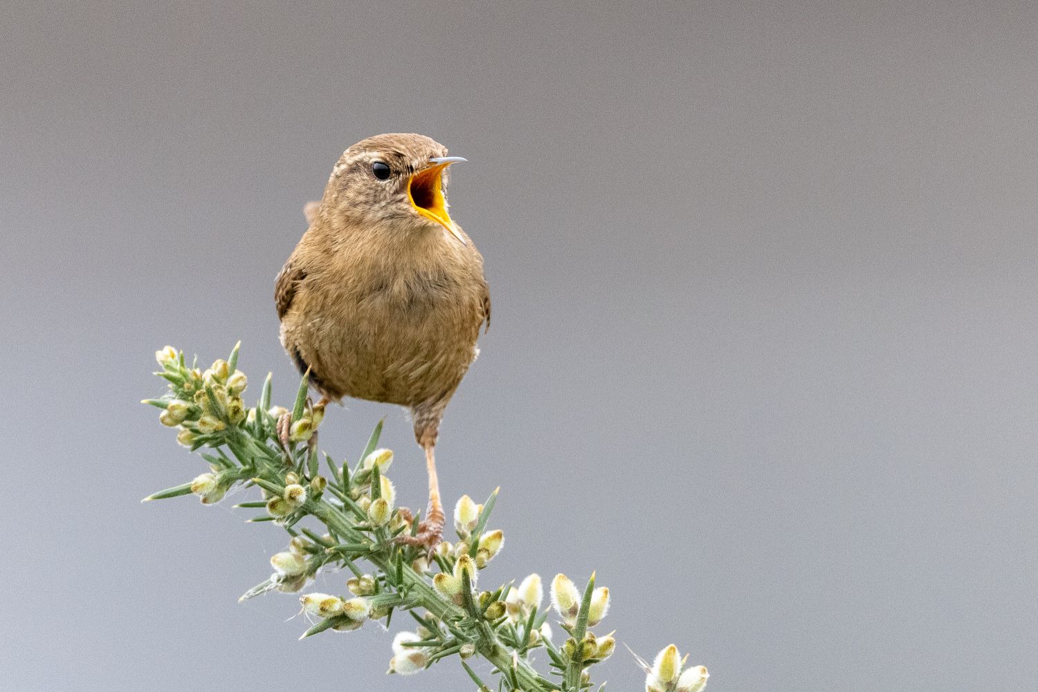 Oliver Wright Photography