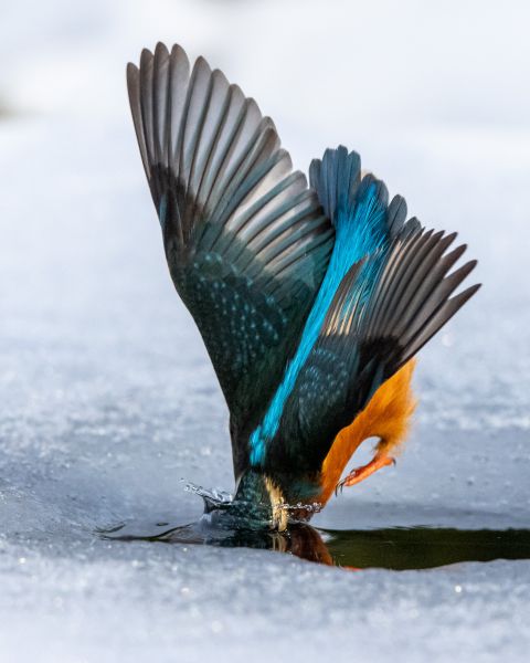 Oliver Wright Photography