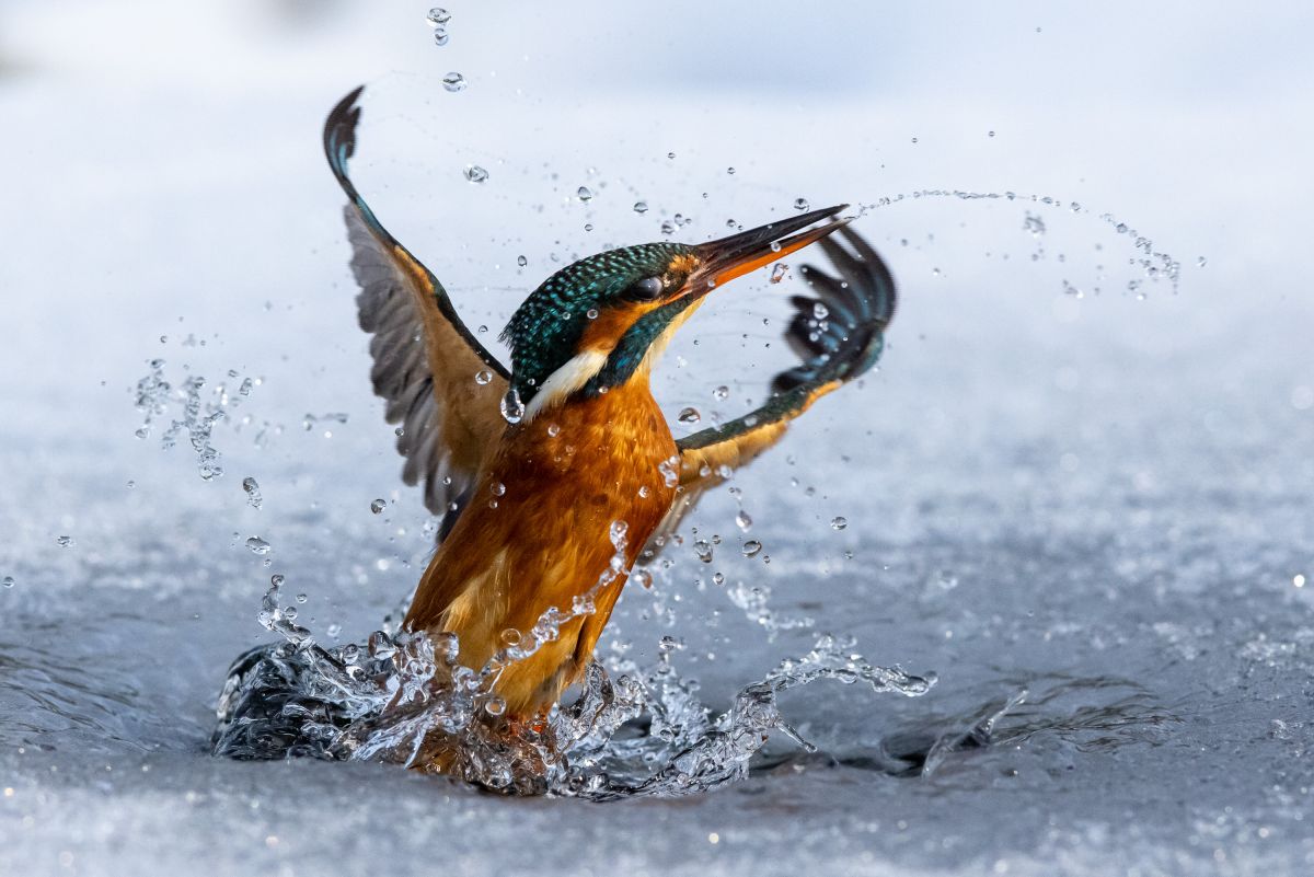 Oliver Wright Photography