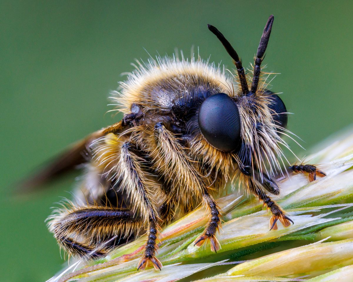 Bumblebee mimic Robber fly