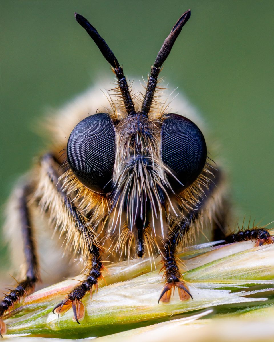 Bumble Bee Robber Fly Mimic