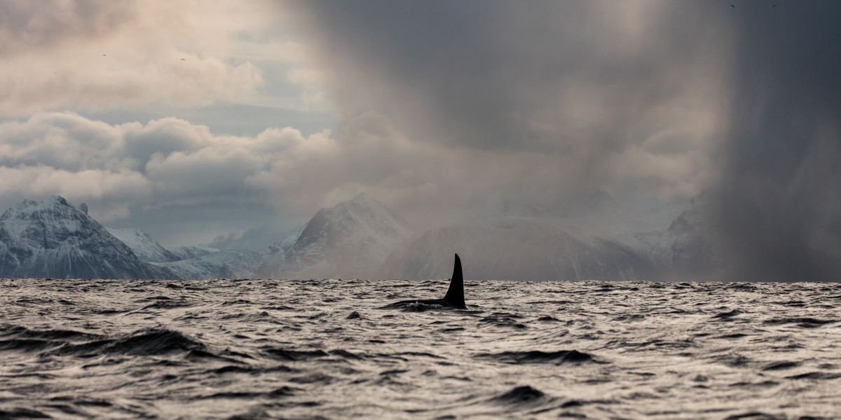 Orca in the Stormy Norwegian Sea