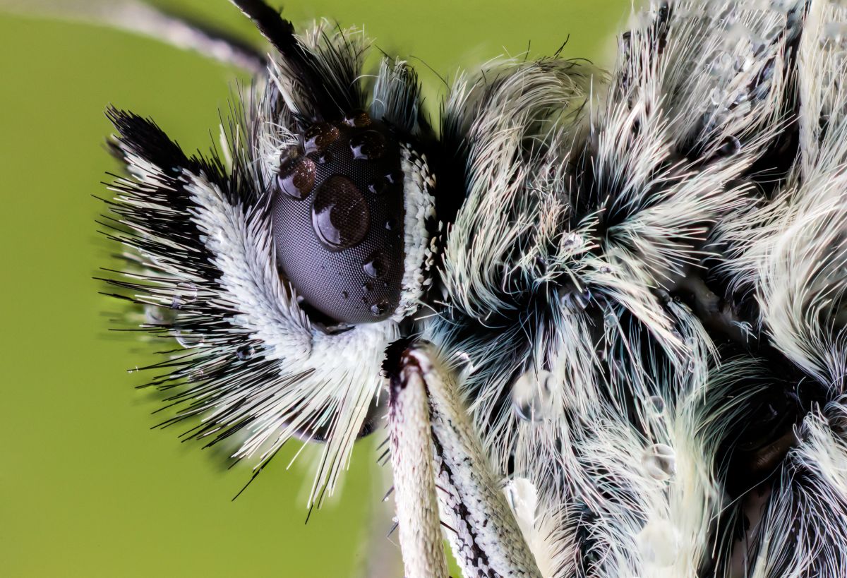 Five times magnification portrait of a marbled white butterfly