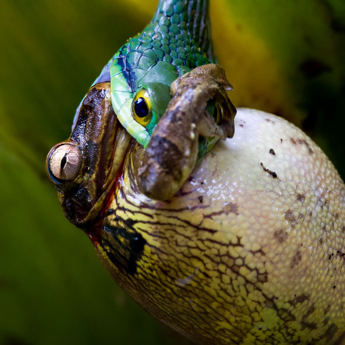 Battle between a frog and a vine snake