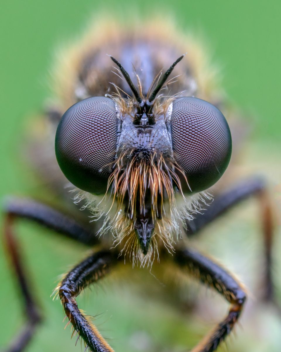 Close up Portrait of a Robber Fly