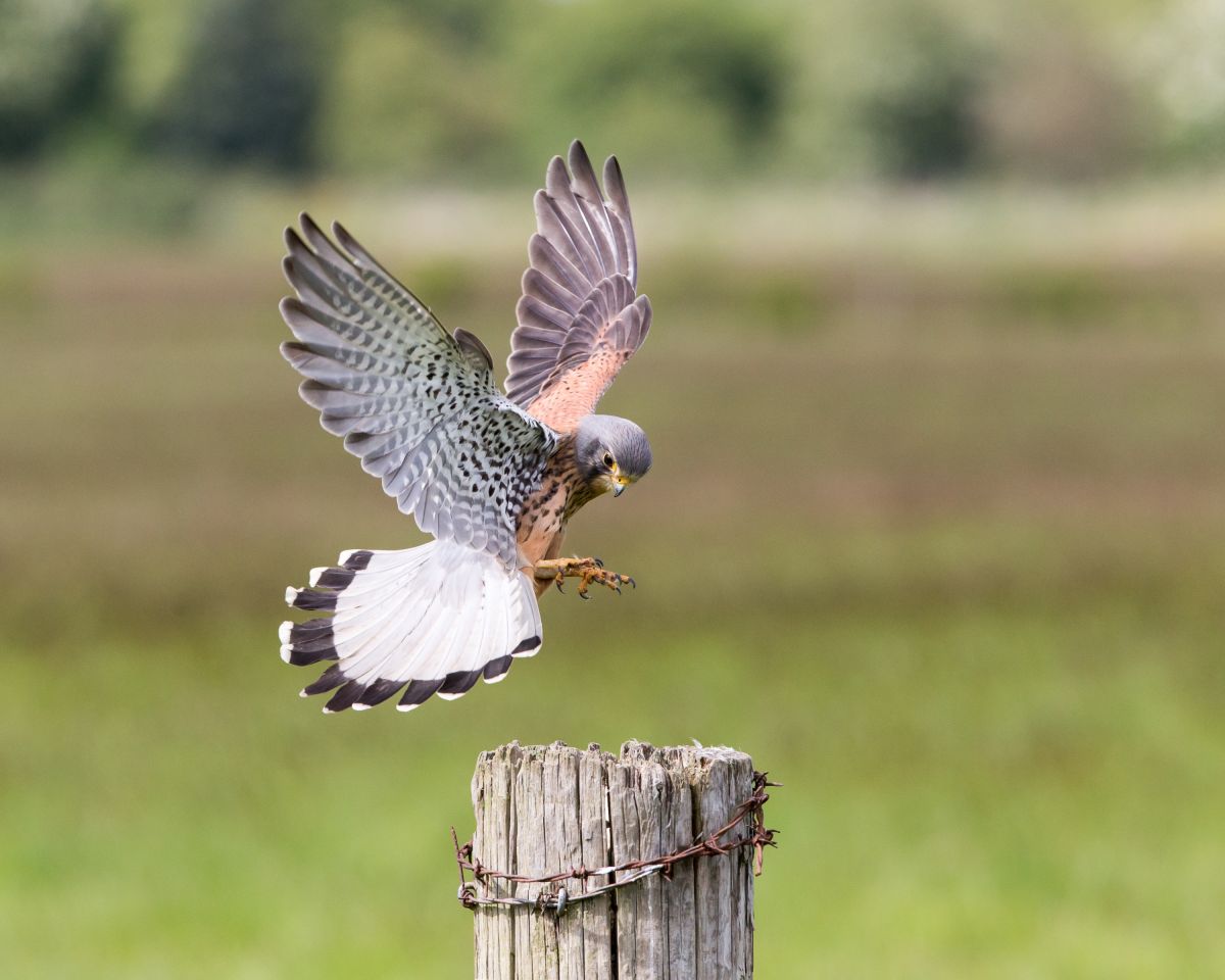 Three Young Otters Swimming