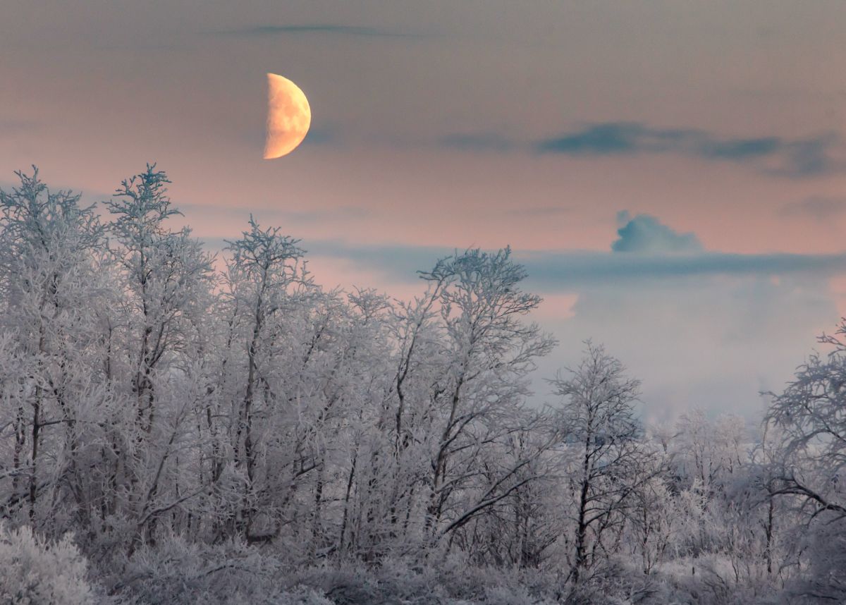 Moon Rising Over Frozen Birch Trees